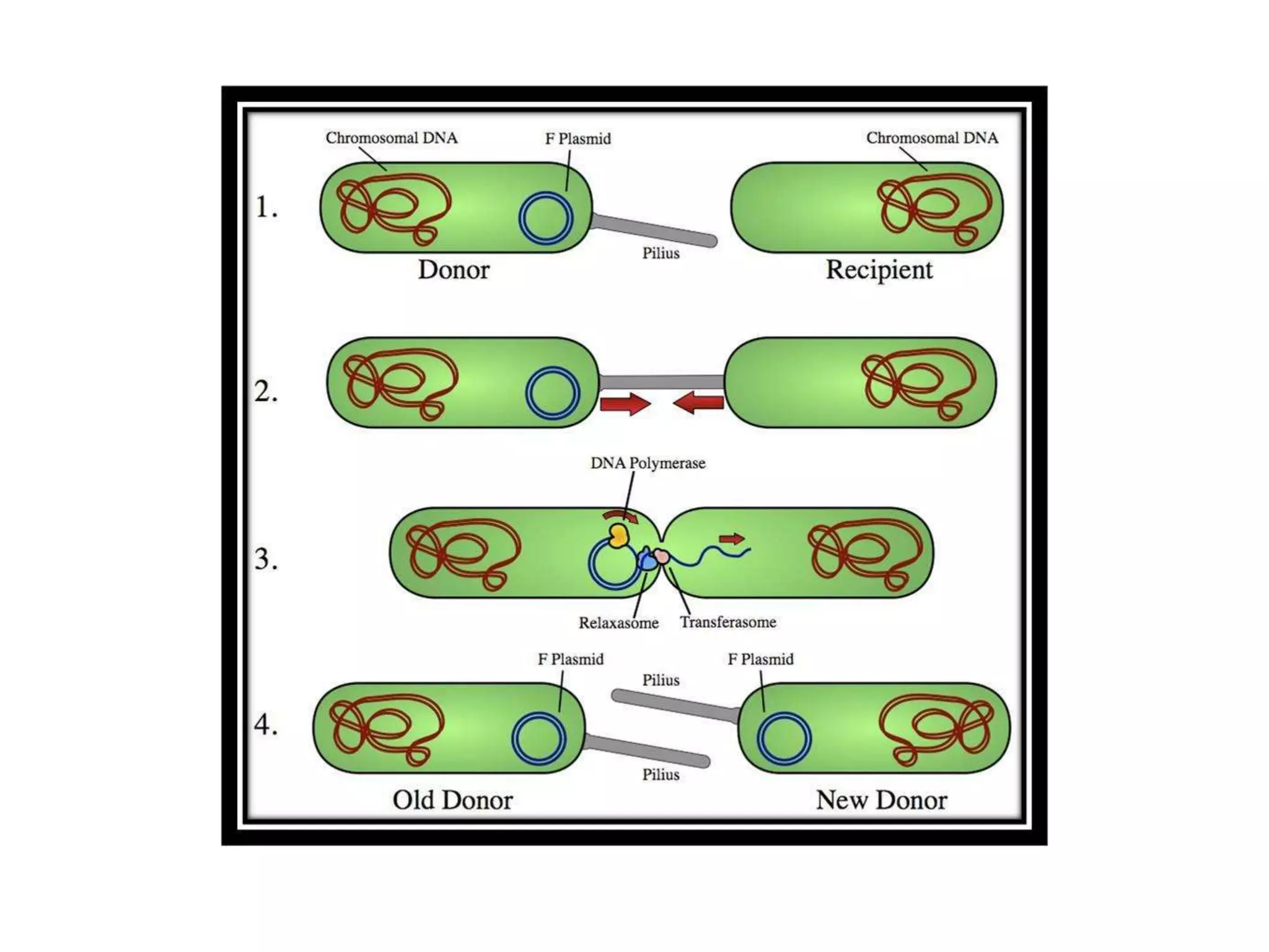 Lecture 7 microbial genetics | PPTX