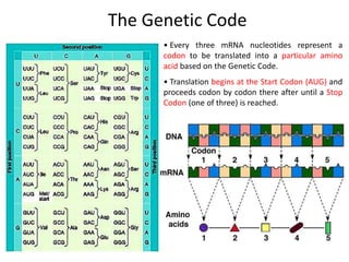 Lecture 7 microbial genetics | PPTX