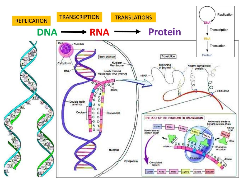Lecture 7 microbial genetics