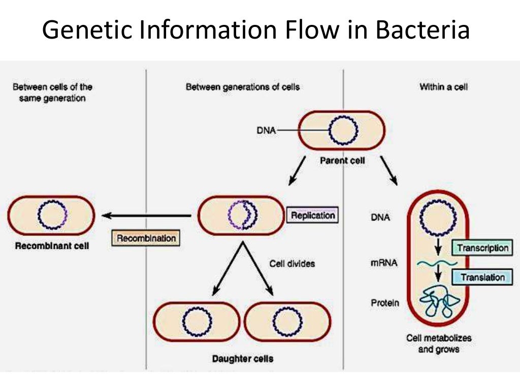 Lecture 7 microbial genetics