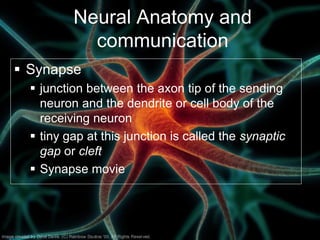 Neurons | PPT