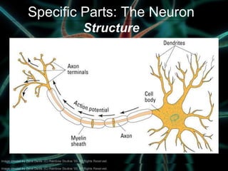 Neurons | PPT