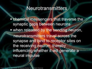 Neurons | PPT