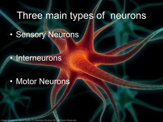 Neurons | PPT