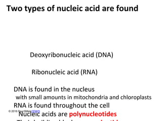lecture 7 Nucleic Acids.pptx