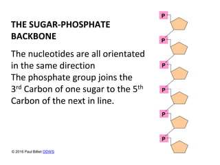 lecture 7 Nucleic Acids.pptx