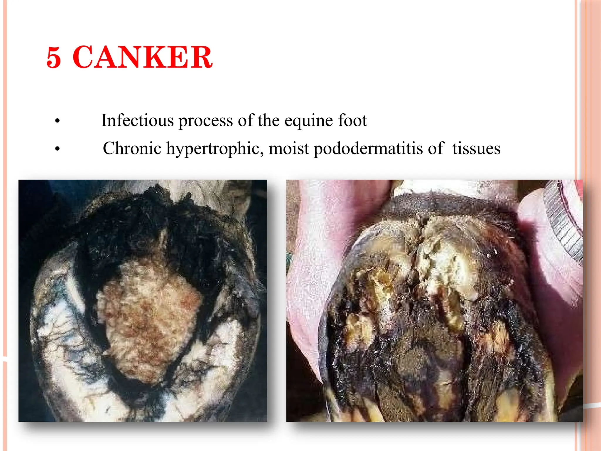 Lecture 7 Sand crack, seedy toe, fractures of third phalanx, pedal ...