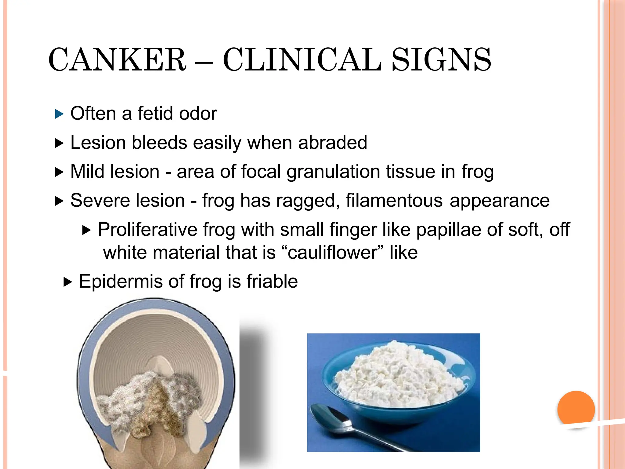 Lecture 7 Sand crack, seedy toe, fractures of third phalanx, pedal ...