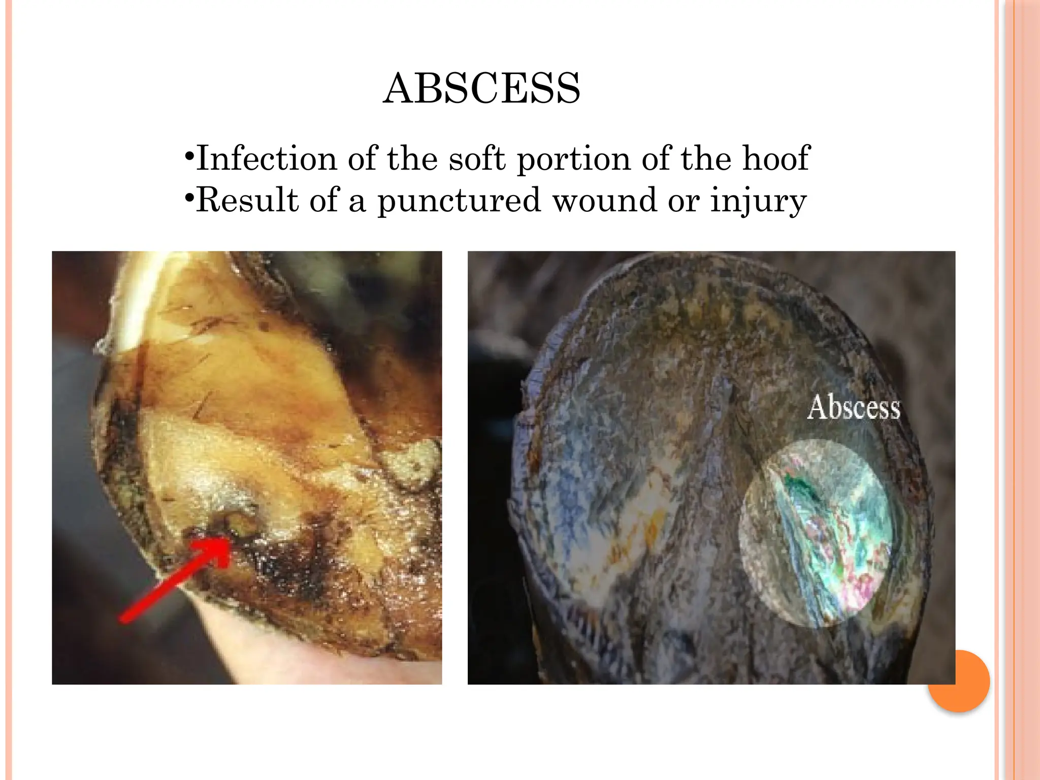 Lecture 7 Sand crack, seedy toe, fractures of third phalanx, pedal ...