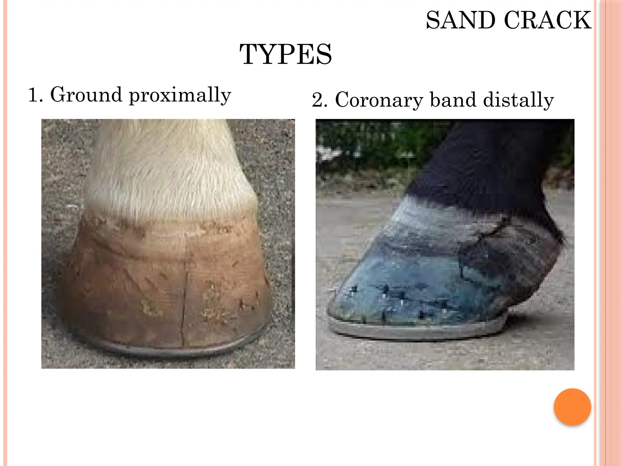 Lecture 7 Sand crack, seedy toe, fractures of third phalanx, pedal ...