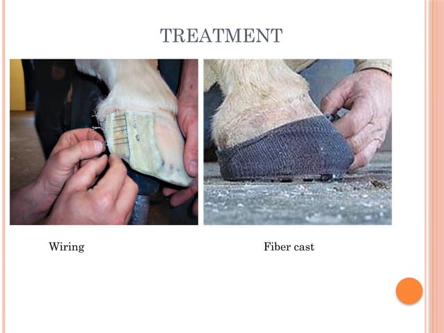 Lecture 7 Sand crack, seedy toe, fractures of third phalanx, pedal ...