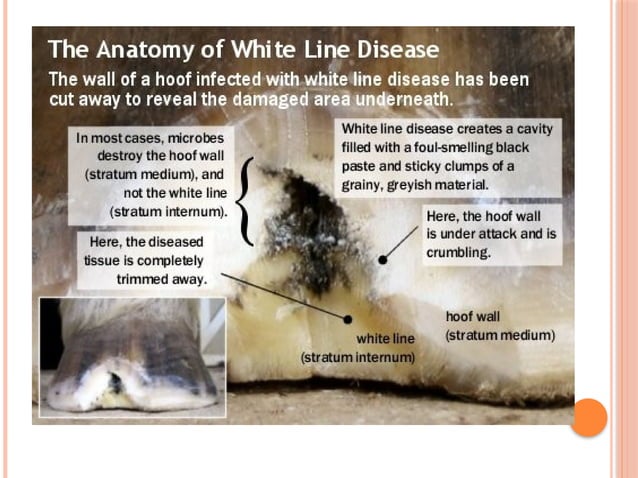 Lecture 7 Sand crack, seedy toe, fractures of third phalanx, pedal ...
