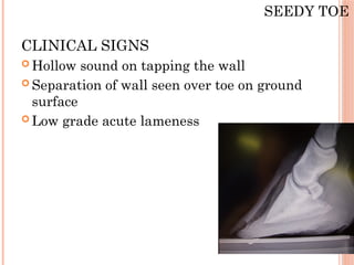 Lecture 7 Sand crack, seedy toe, fractures of third phalanx, pedal ...