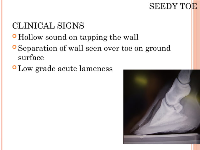 Lecture 7 Sand crack, seedy toe, fractures of third phalanx, pedal ...