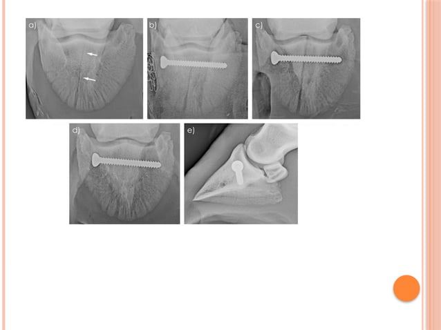 Lecture 7 Sand crack, seedy toe, fractures of third phalanx, pedal ...