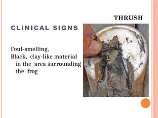 Lecture 7 Sand crack, seedy toe, fractures of third phalanx, pedal ...