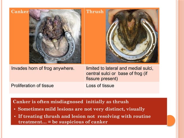 Lecture 7 Sand crack, seedy toe, fractures of third phalanx, pedal ...