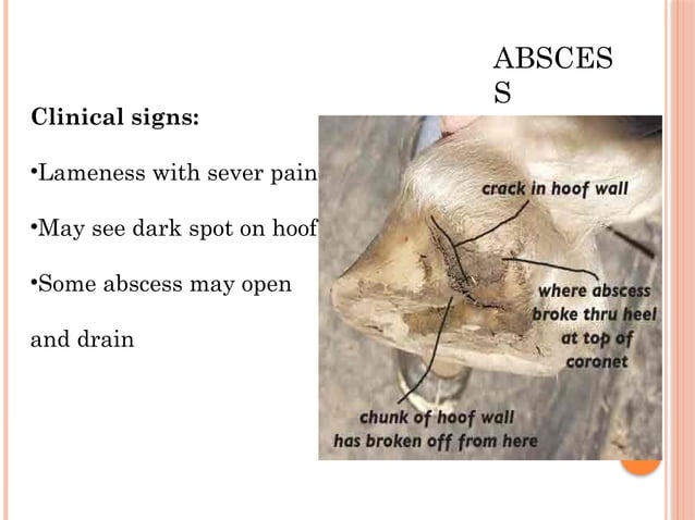 Lecture 7 Sand crack, seedy toe, fractures of third phalanx, pedal ...