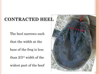 Lecture 7 Sand crack, seedy toe, fractures of third phalanx, pedal ...