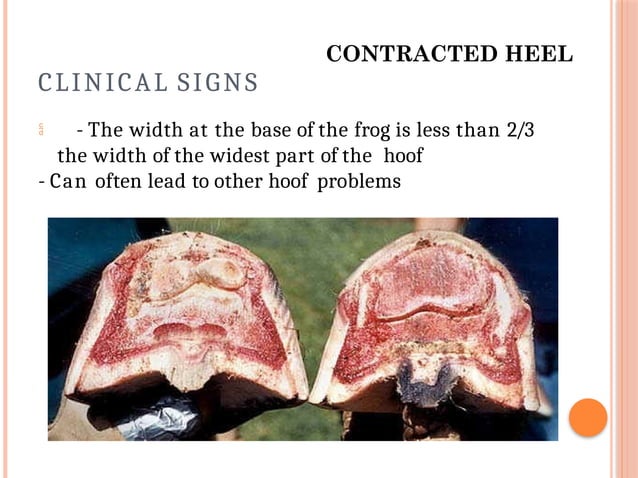 Lecture 7 Sand crack, seedy toe, fractures of third phalanx, pedal ...