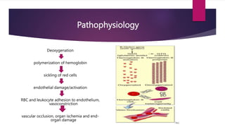 Lecture 7 (SCD New) 2.pptx | Blood Disorders | Diseases and Conditions