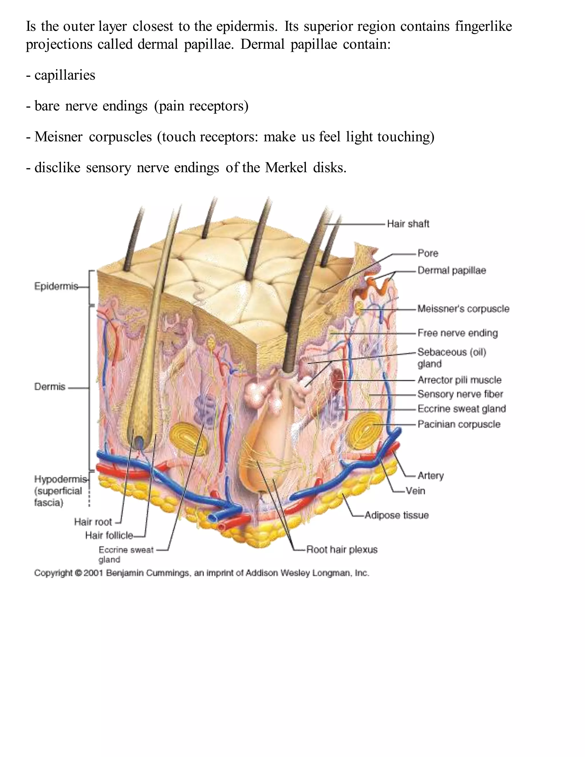 Lecture 7 the integumentary system | PDF