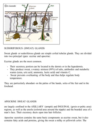 Lecture 7 the integumentary system | DOC