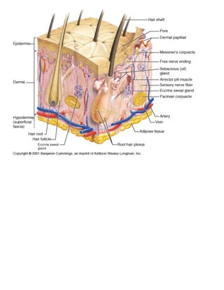 Lecture 7 the integumentary system | DOC