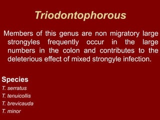Lecture 7 triodonto, trichonema, oesophago, stephnurus | PPT