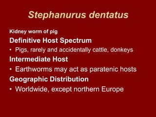 Lecture 7 triodonto, trichonema, oesophago, stephnurus | PPT