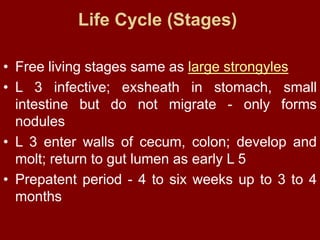 Lecture 7 triodonto, trichonema, oesophago, stephnurus | PPT