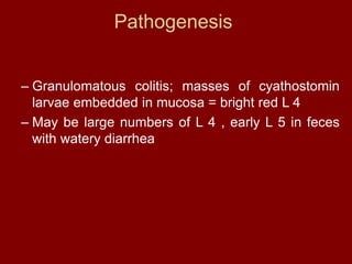 Lecture 7 triodonto, trichonema, oesophago, stephnurus | PPT