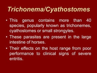 Cyathostomes