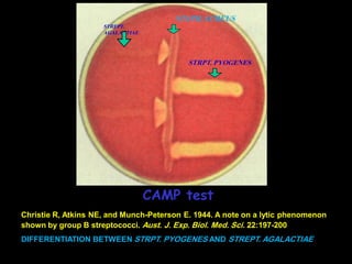 streptococci dr . ihsan alsaimary | PPT
