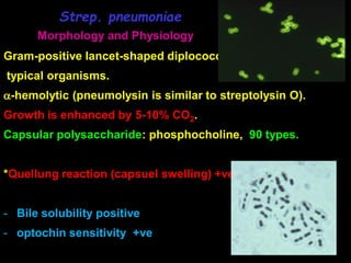 streptococci dr . ihsan alsaimary | PPT