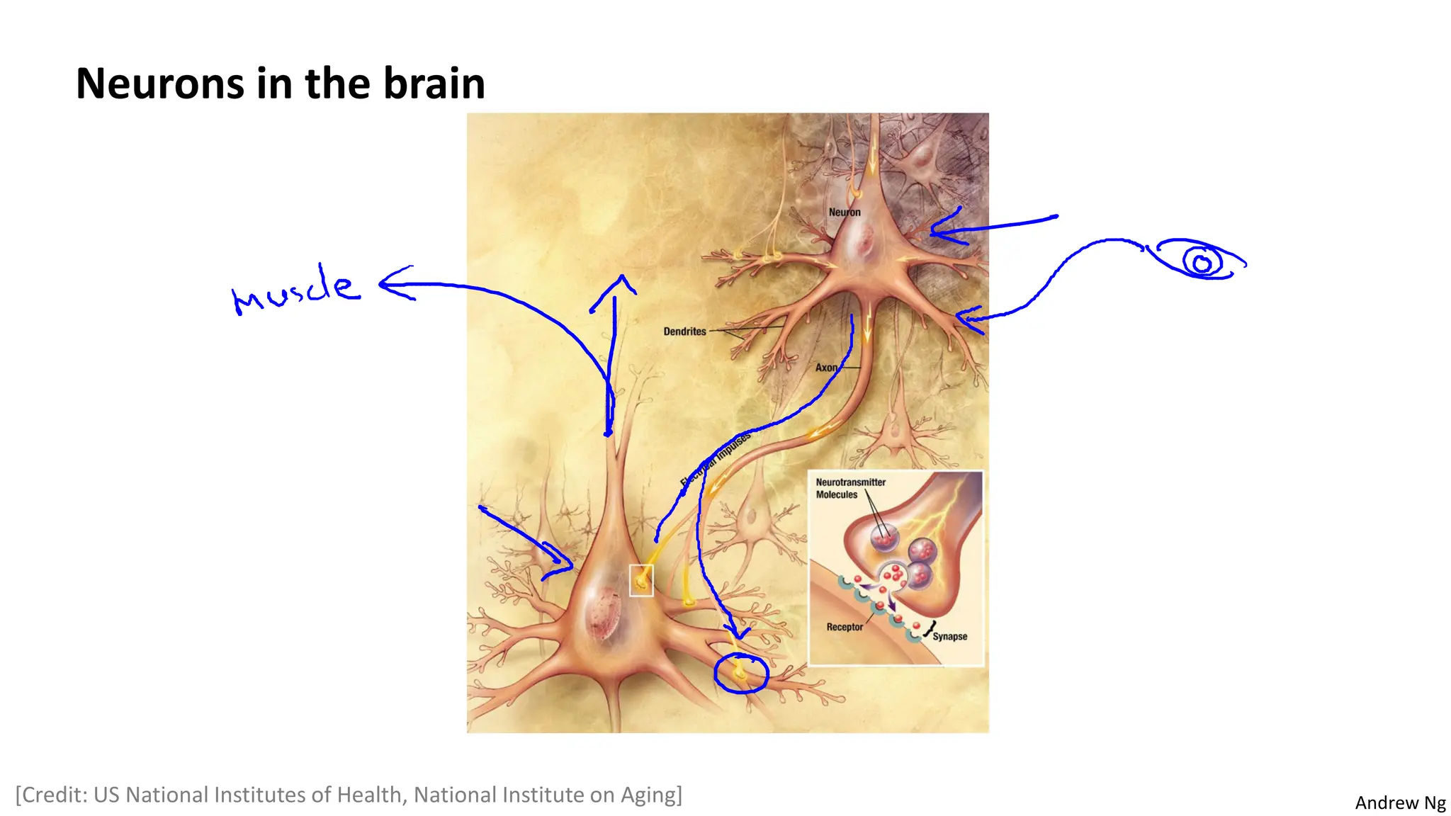 Neural Network Non Linear Hypothesispdf Artificial Intelligence