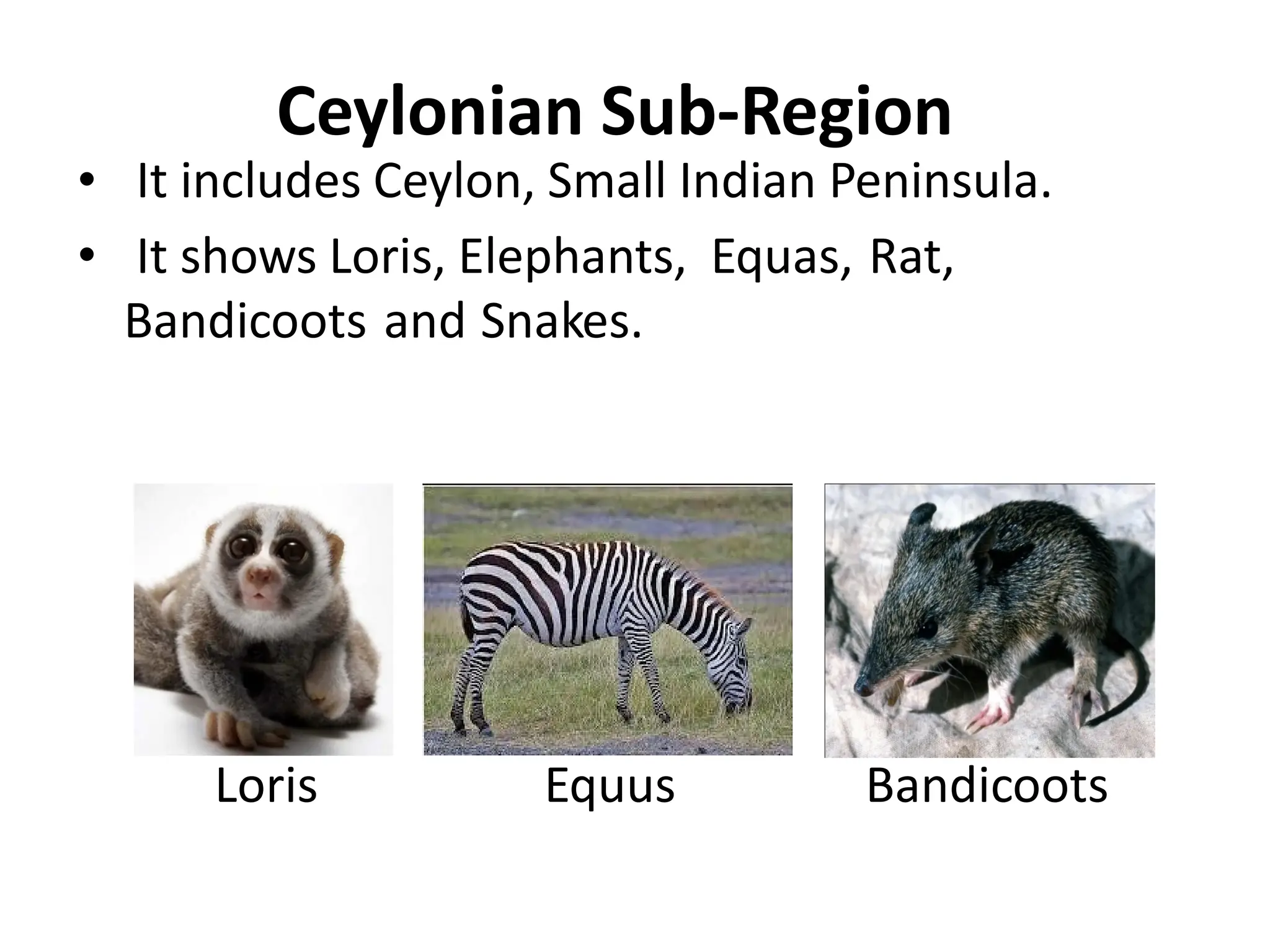 Australian region among zoogeographical regions pdf | PDF