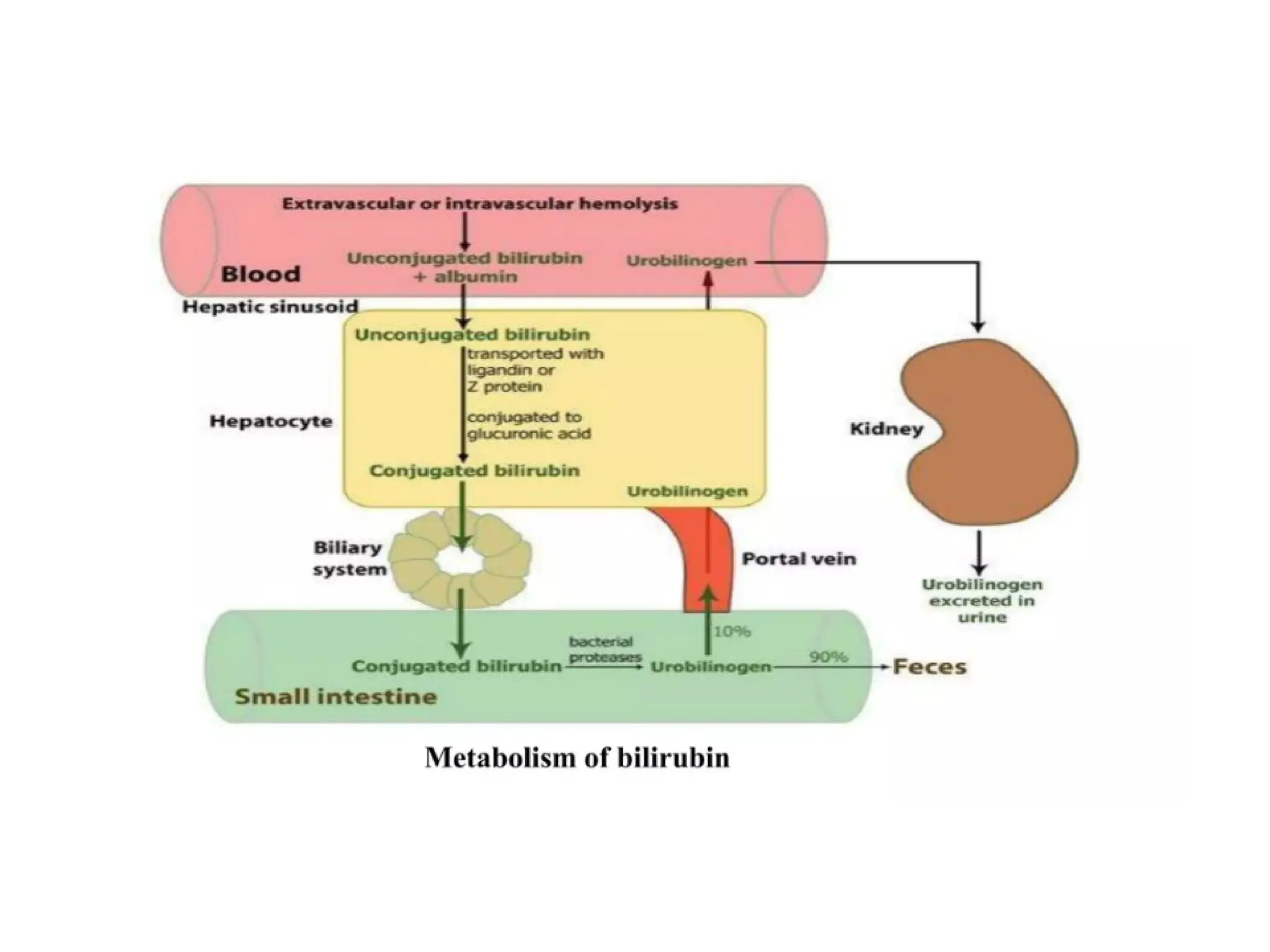 Lecture 8. biochemistry of liver.pptx