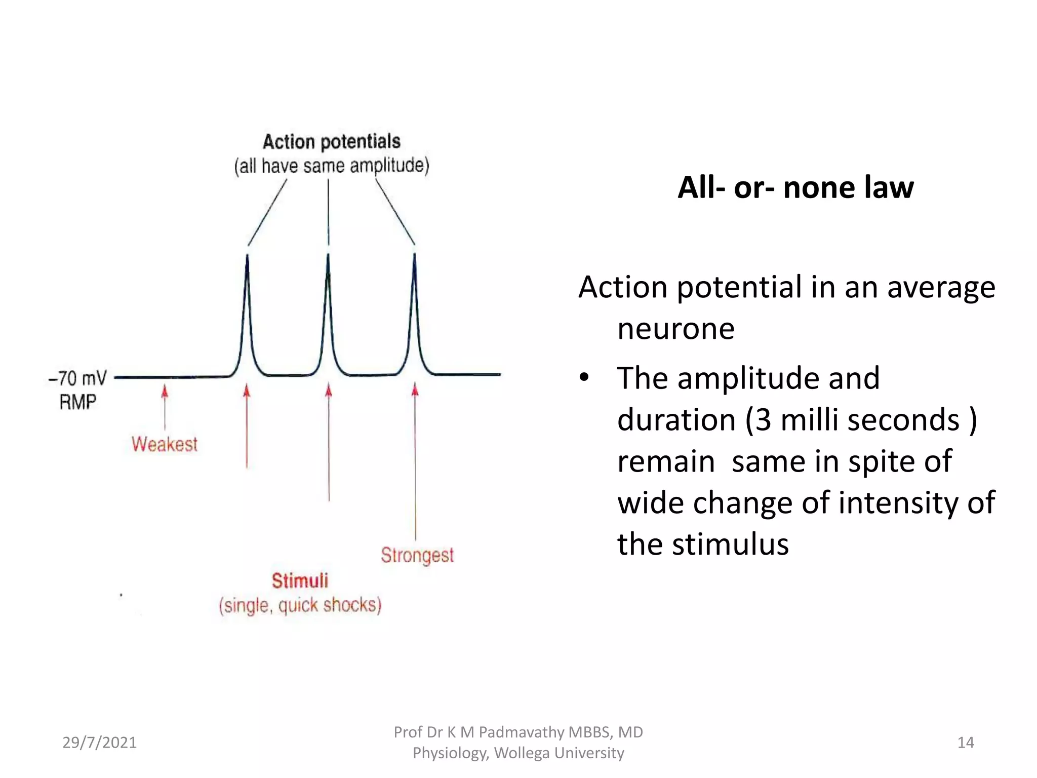 Lecture 8 - Action potential.pdf