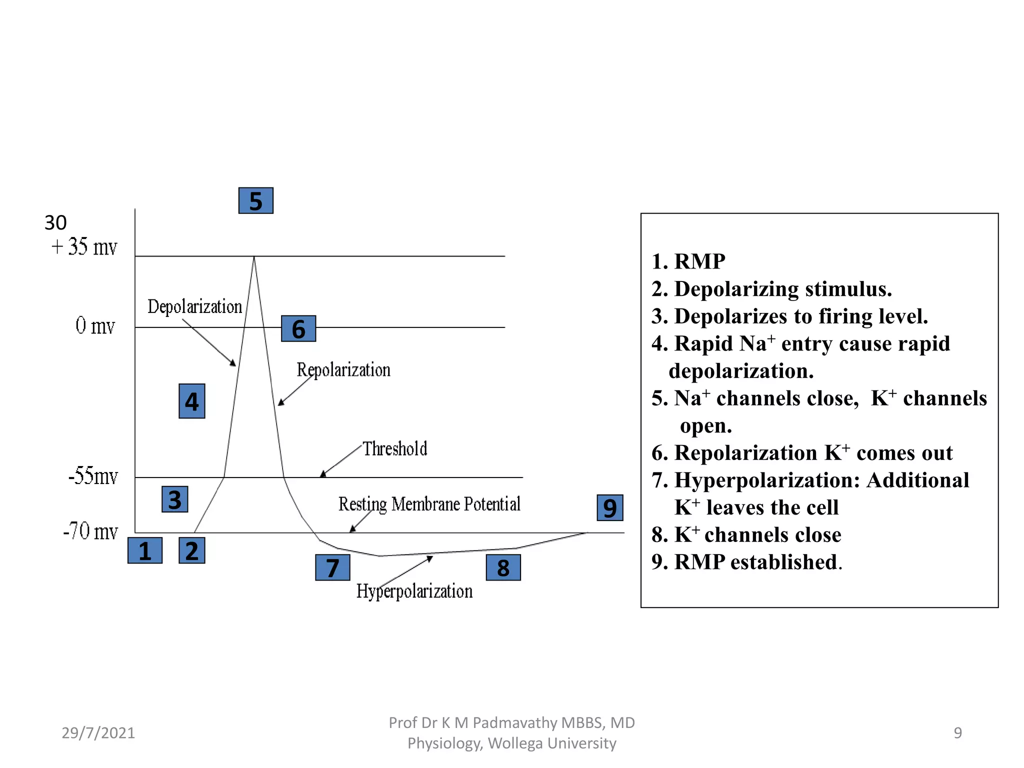 Lecture 8 - Action potential.pdf