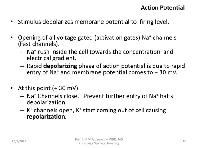 Lecture 8 - Action potential.pdf