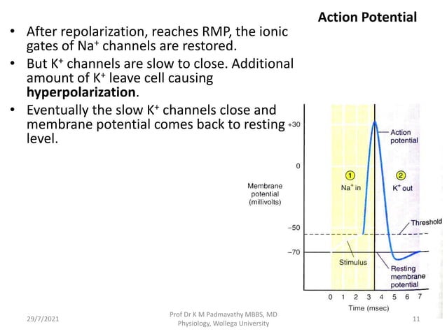 Lecture 8 - Action potential.pdf