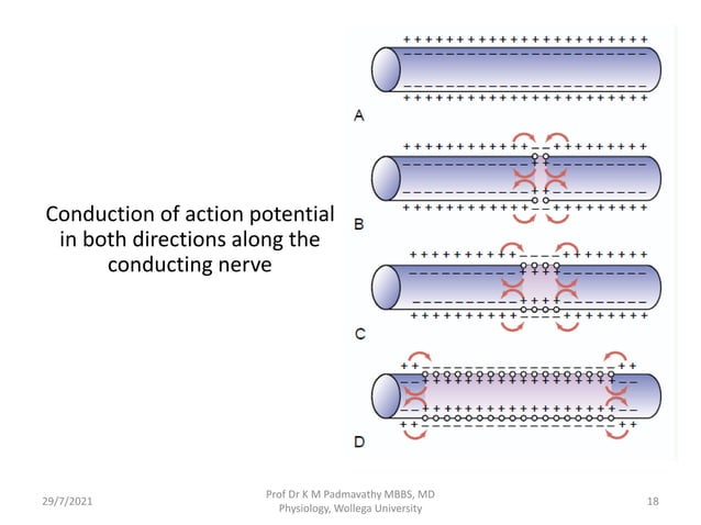 Lecture 8 - Action potential.pdf