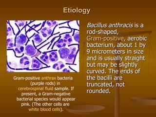 Lecture 8. anthrex, plague | PPT