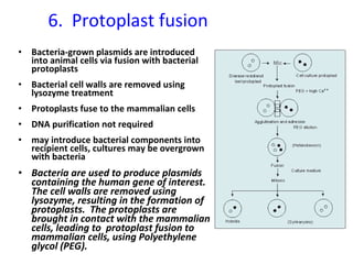 Lecture 8 genetic engineering of animal cells | PPT