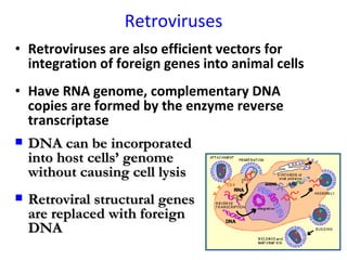 Lecture 8 genetic engineering of animal cells | PPT