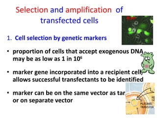 Lecture 8 genetic engineering of animal cells | PPT
