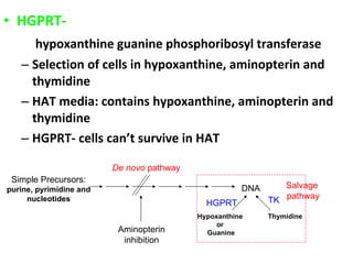 Lecture 8 genetic engineering of animal cells | PPT