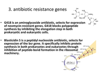Lecture 8 genetic engineering of animal cells | PPT