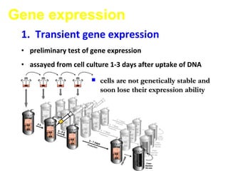 Lecture 8 genetic engineering of animal cells | PPT